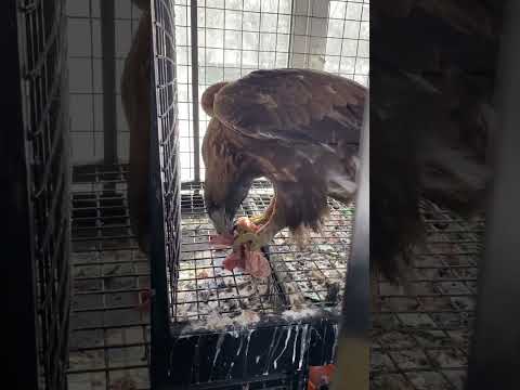 Atv deki kaya kartalın tedavilerine devam #doğa #wildlife #veterinaria #sondakika #deprem #haber