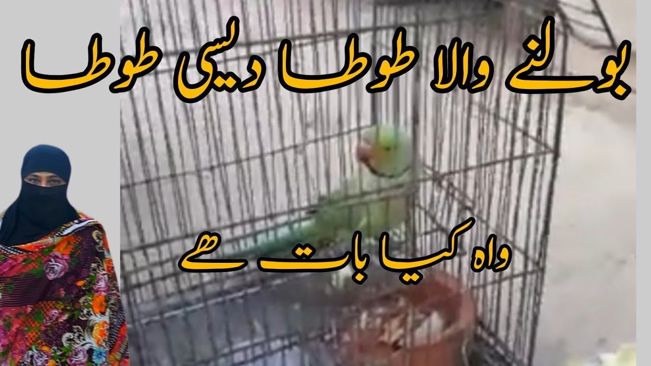 دیسی طوطا بولنے والا طوطا birds parrot entertainment interesting viral ...