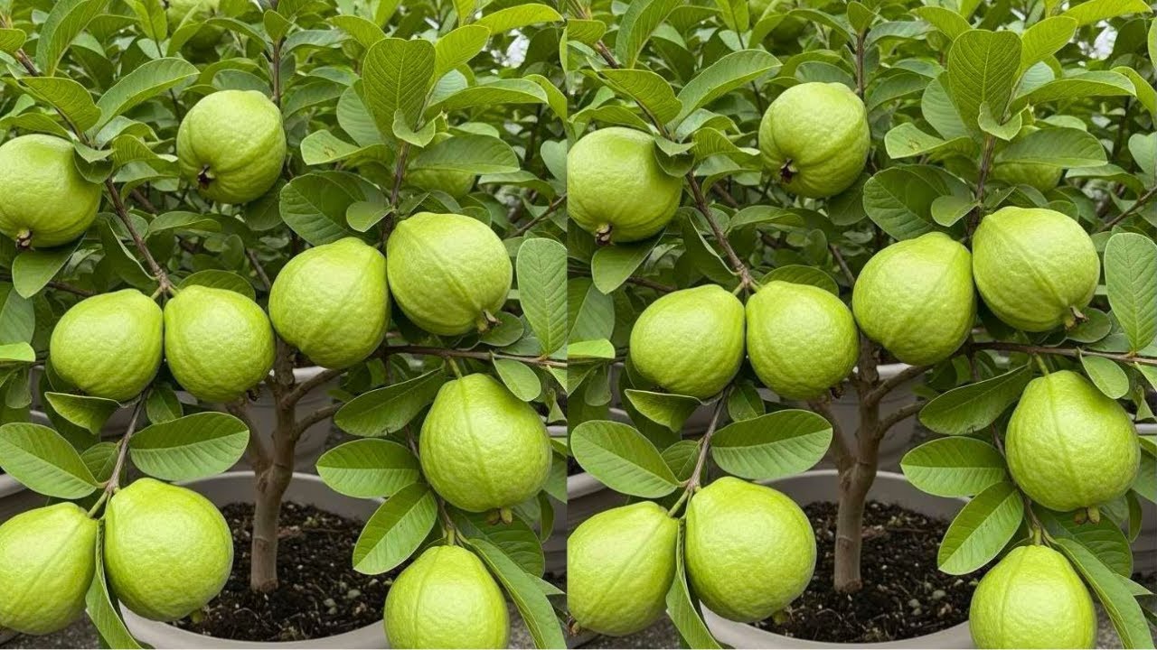 🌿Amazing Guava Propagation Techniques That Really Work - YouTube