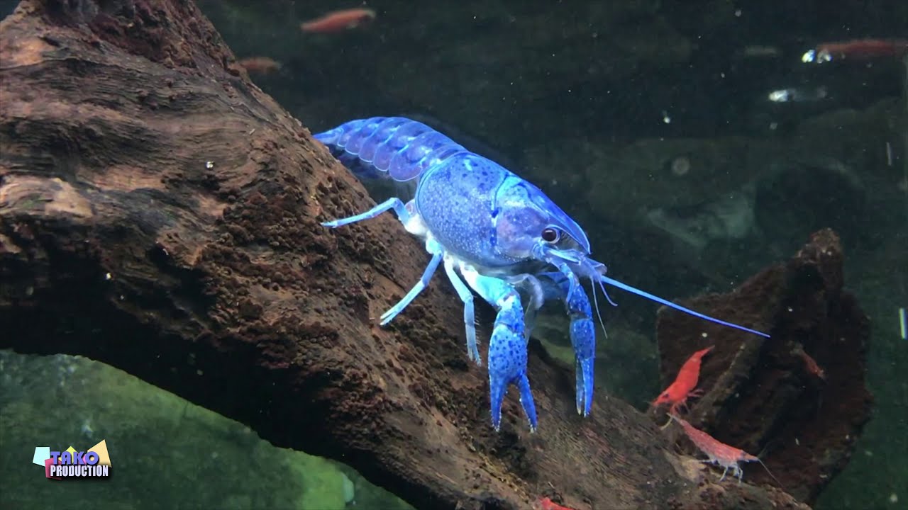 Crayfish Kingdom@Funny Aquarium - YouTube