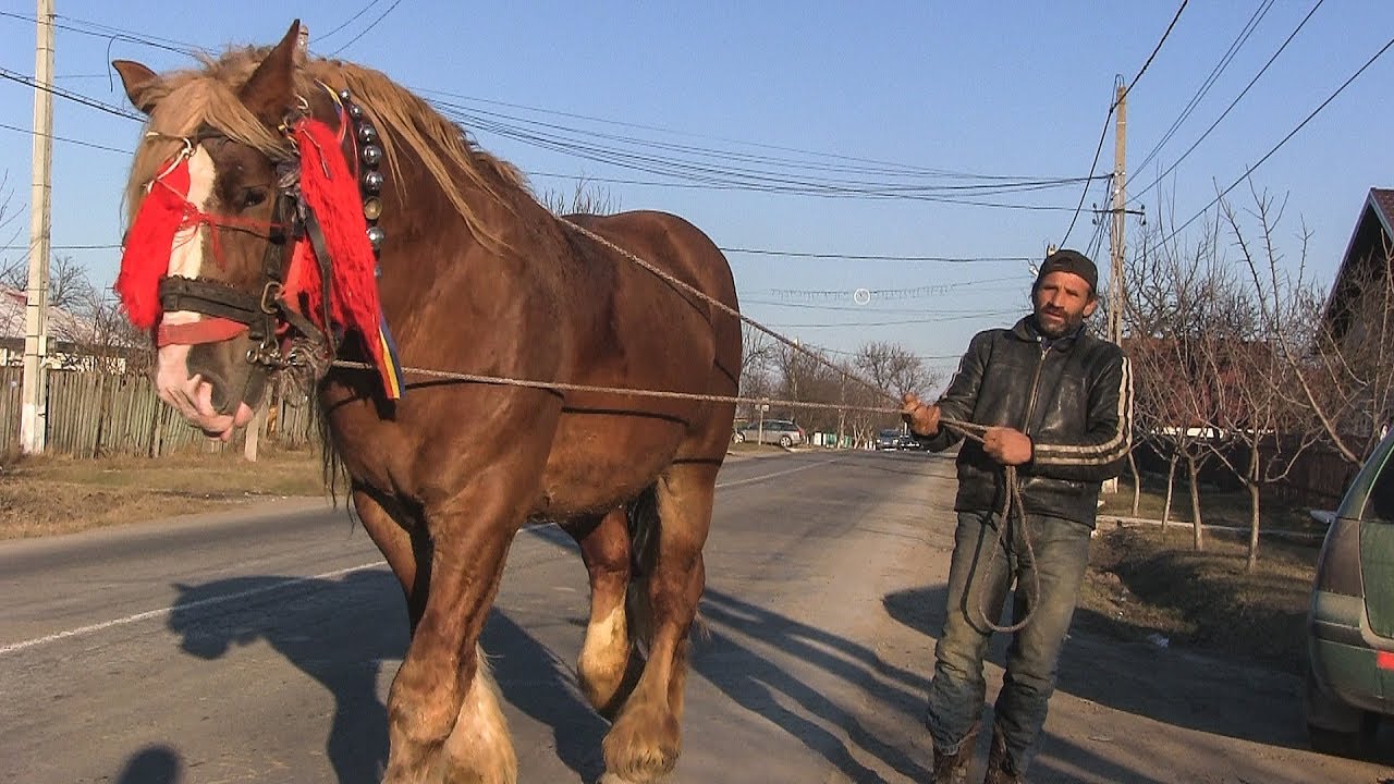 Cai grei armăsar pentru montă 2019 calul lui Dl Vasile din Todirești ...