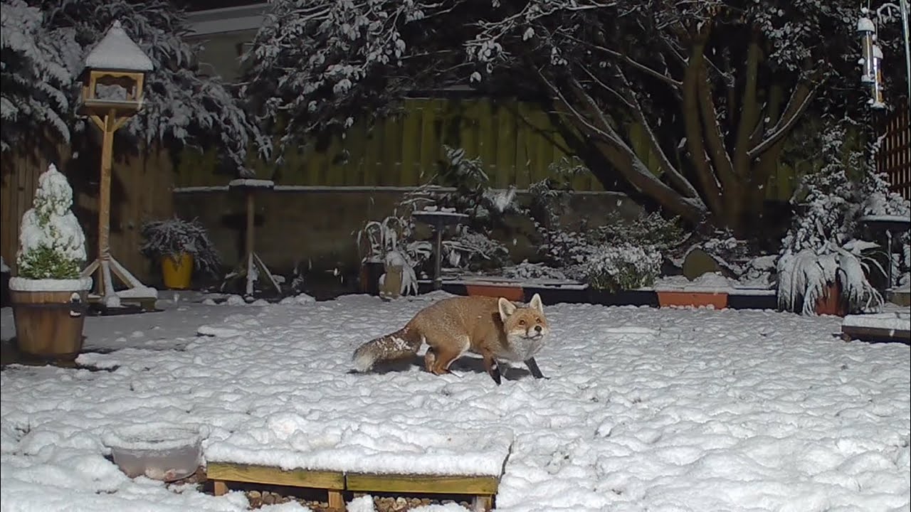 I think this must be a new fox, he looks very nervous in the garden 🥰 ...