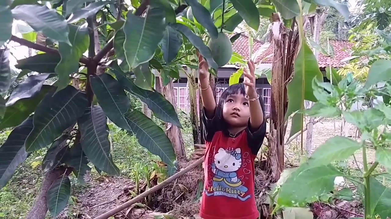 Panen Buah Mangga Manalagi Di Depan Rumah - YouTube