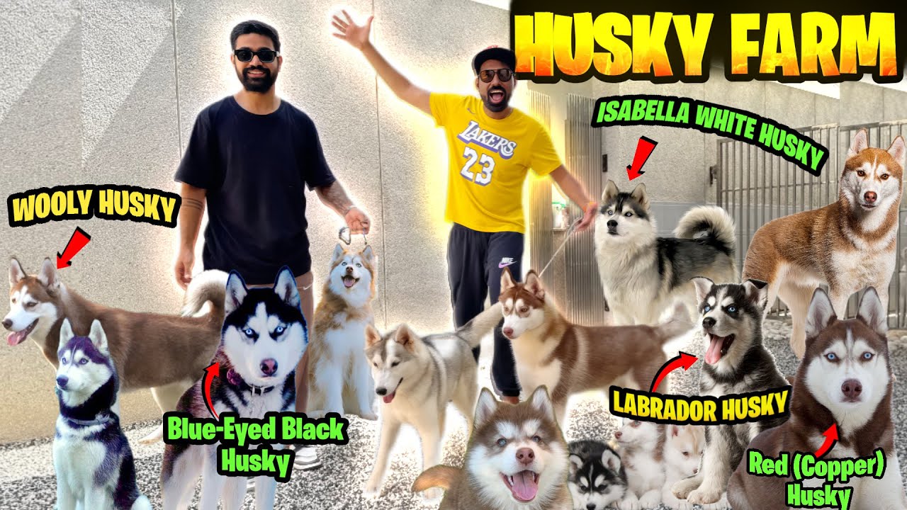 BEST HUSKY KENNEL OF INDIA😍All Time Puppy available😱20+husky (HUSKY KENEEL) - YouTube