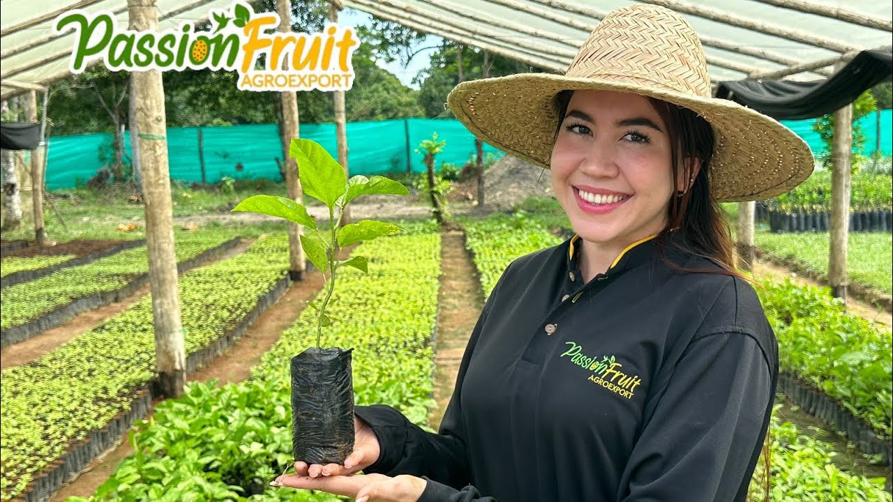 Vivero Passion fruit 🌱. Plants for sale 🌱 . Passion fruit Agroexport - YouTube