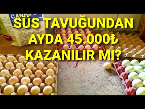 SÜS TAVUĞUNDAN PARA KAZANMA HESABI! BU İŞE GİRECEKLER İÇİN ÖZEL VİDEO. SÜS TAVUKLARININ BİR KISMI.