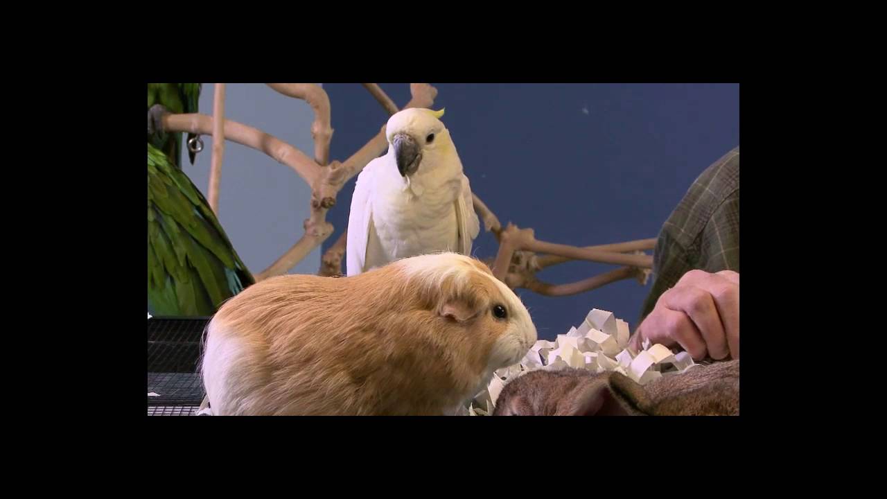 Marc Marrone - Pet Keeper - YouTube