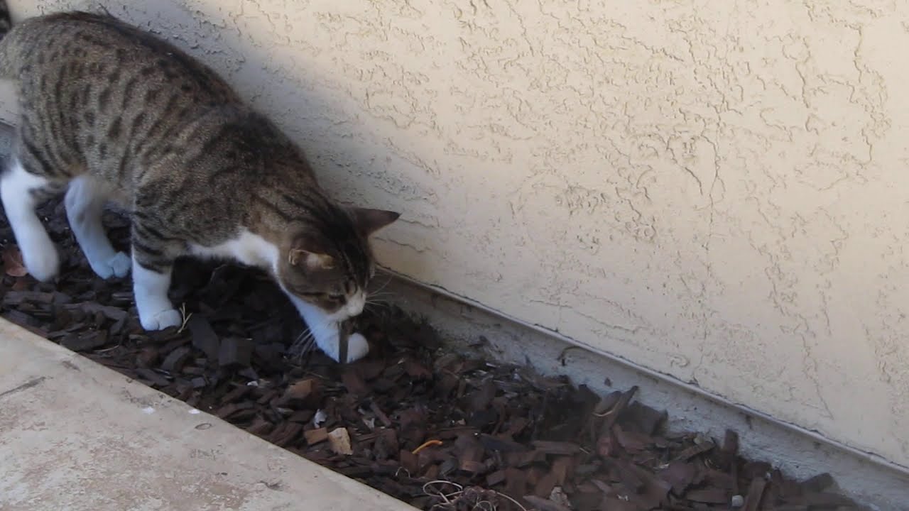MVI 0004 Exterminator Cat - YouTube