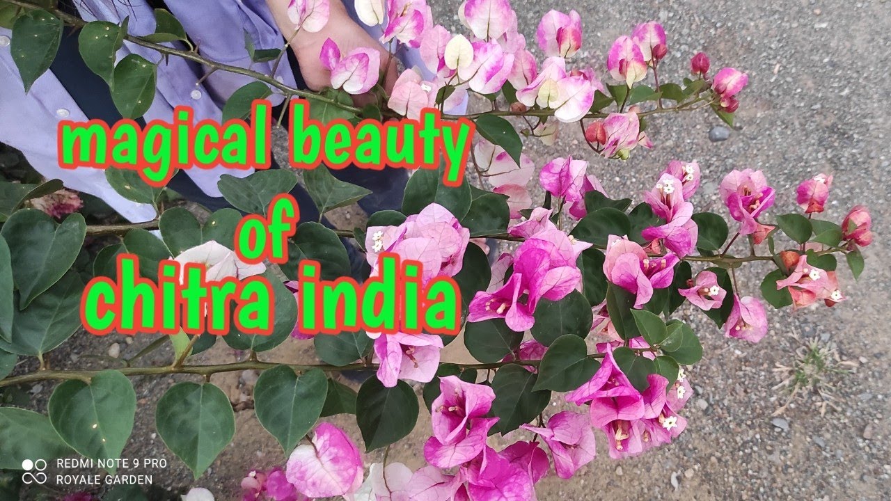 magical beauty of chitra india | Royale Garden - YouTube