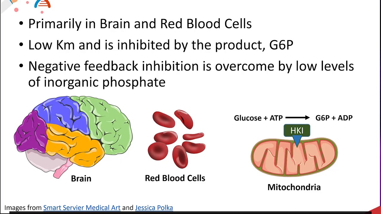 Glycolysis part 2 of 5: Hexokinase Isozymes and the Regulation of ...