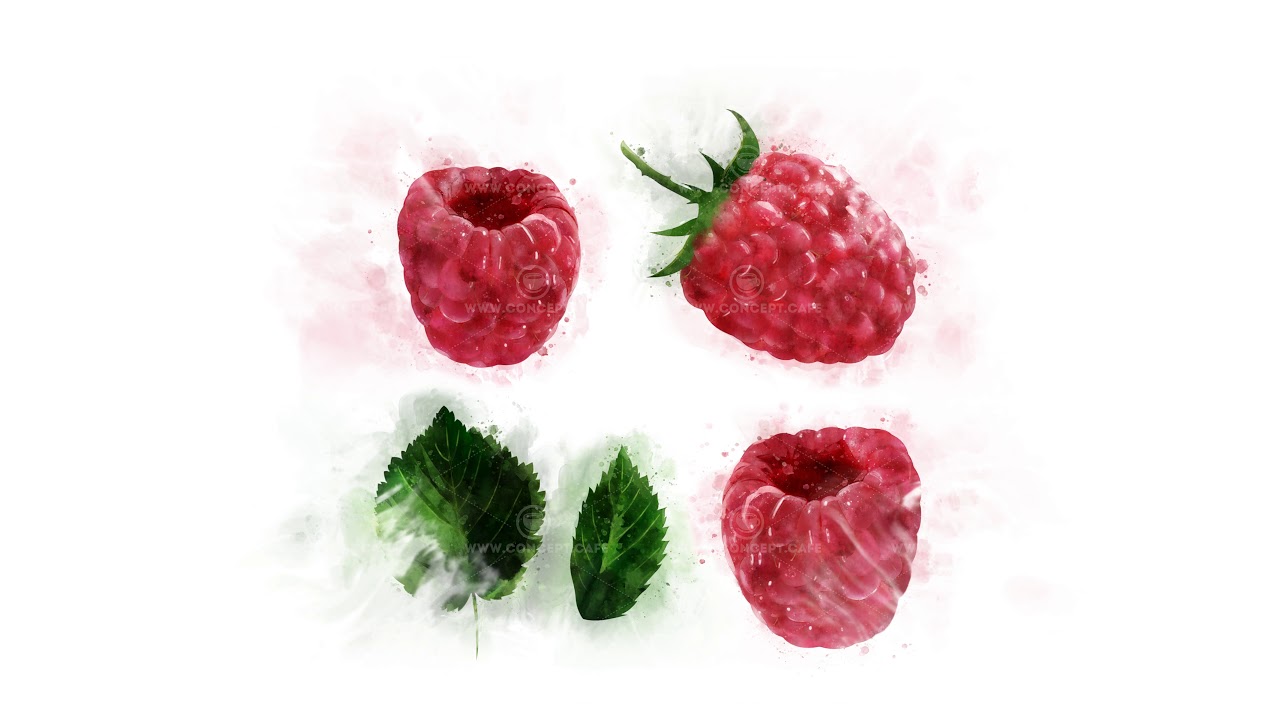 Animation of drawing Raspberry and its parts - YouTube