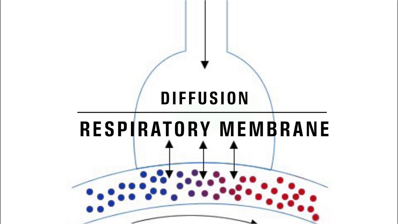 Diffusion of gases in lung - physiology notes - YouTube