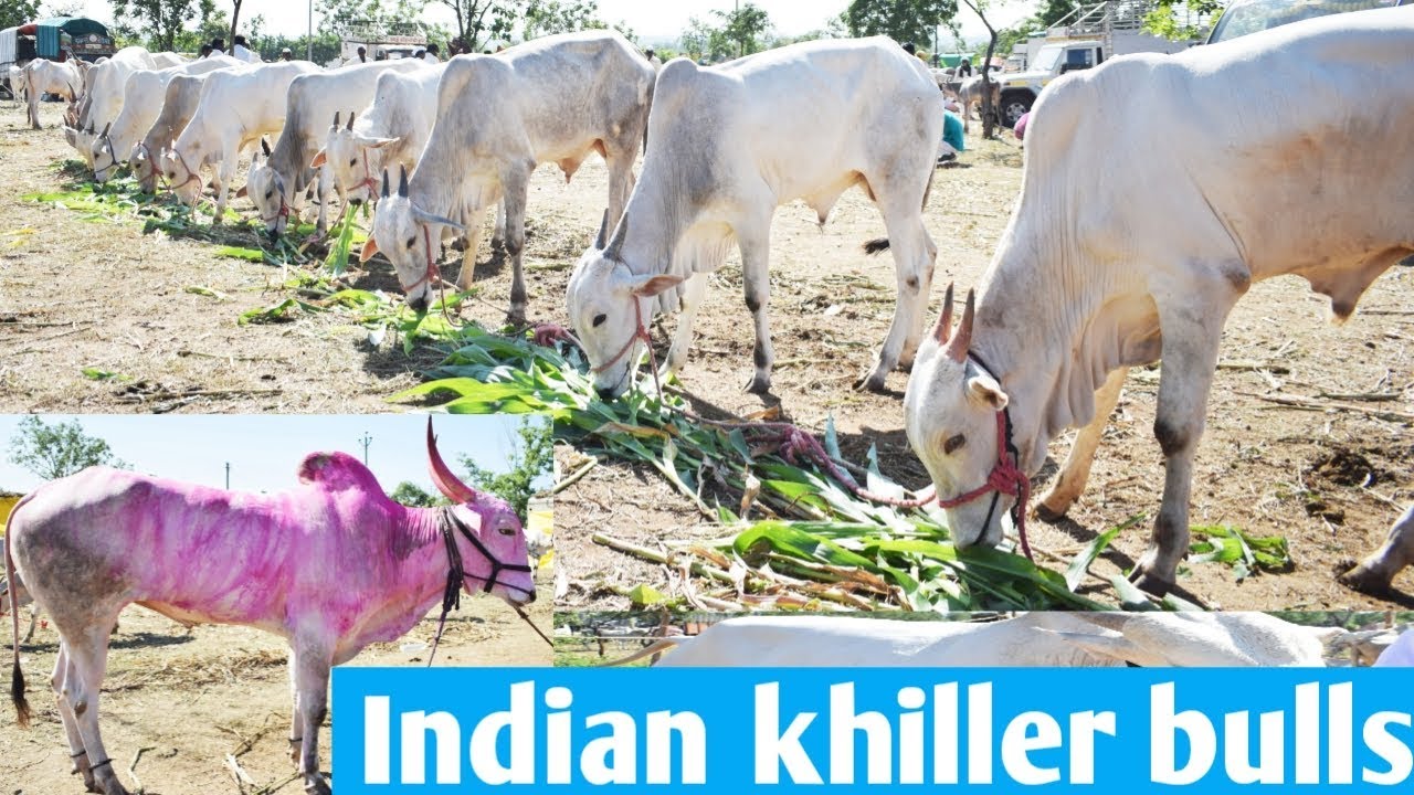 Khillar bull market/खिल्लार गुरांचा बाजार/Indian khillar bulls. - YouTube