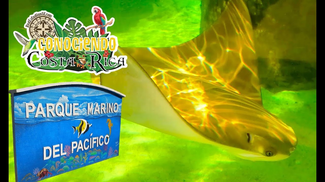 Conociendo Costa Rica - Parque Marino de Pacífico - YouTube