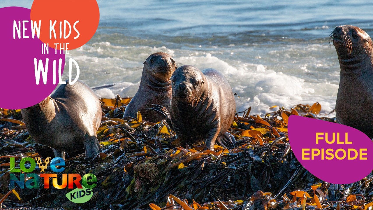 Baby Sea Lion Encounters Dangerous Orca | New Kids In The Wild 204+205 ...