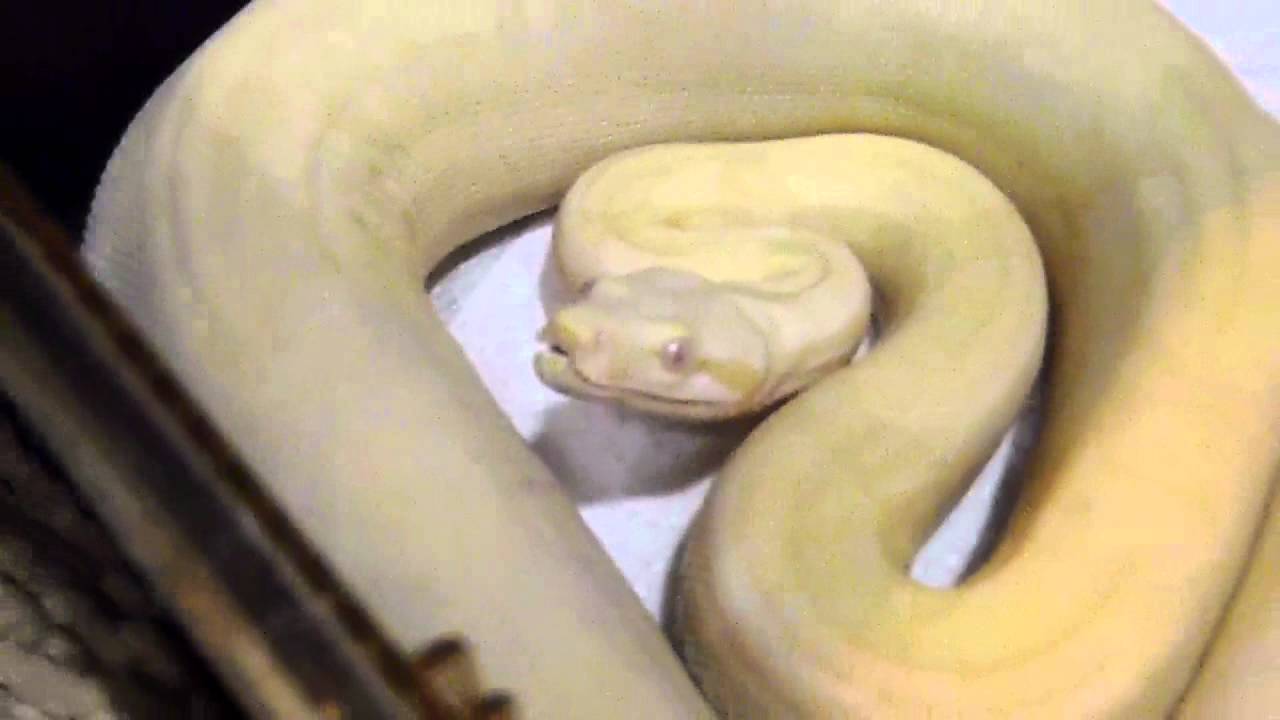 Boa constrictor imperator cage size - sergscape