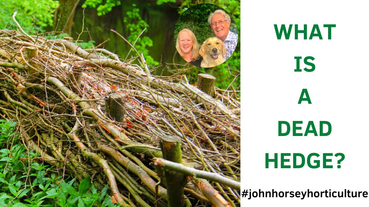 HOW DOES A DEAD HEDGE WORK? - YouTube