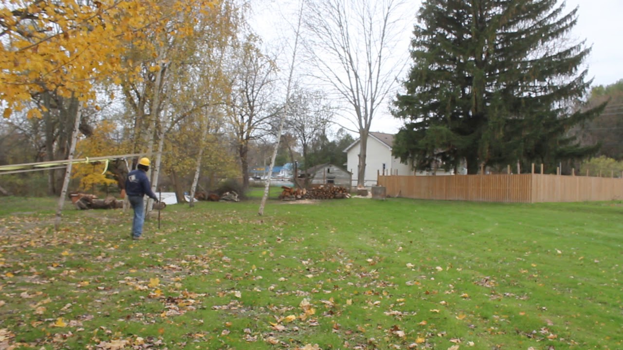 Amature Falls a Back Leaning Ash Tree Part 2 - YouTube