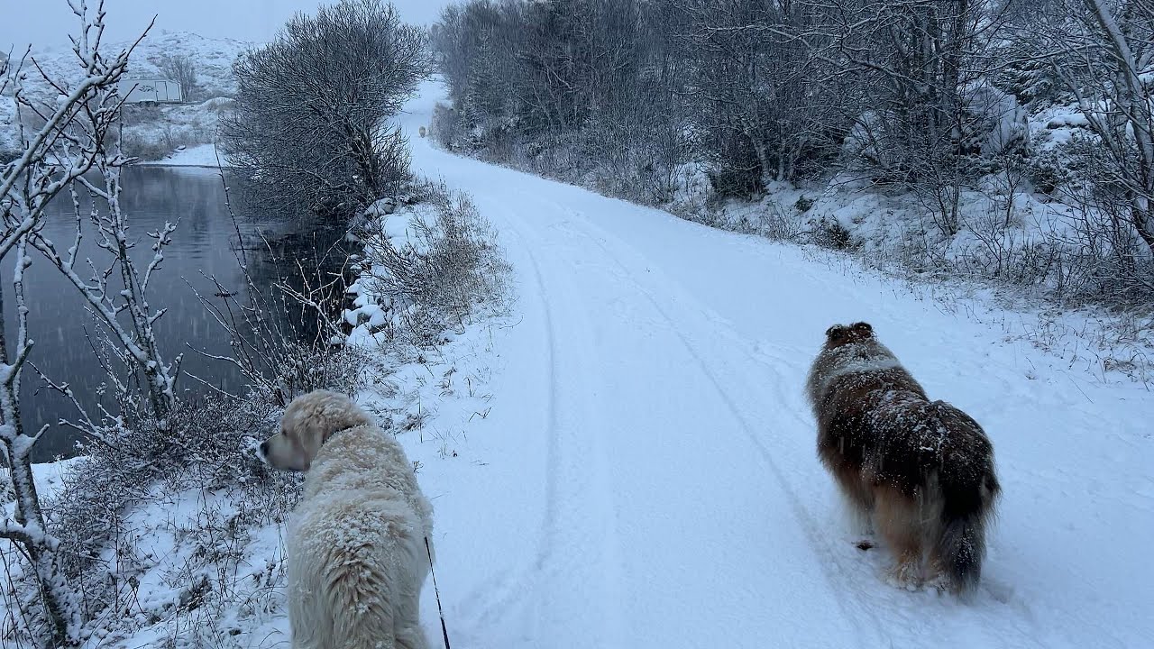 I Spent a Winter in Norway with My Dogs and Learned THIS! - YouTube