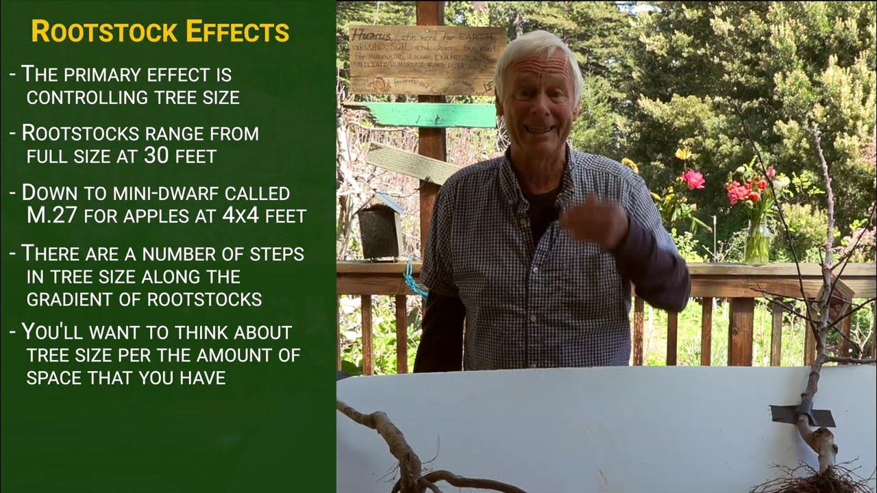 What is Fruit Tree "ROOTSTOCK" and Why is it So Important? - YouTube