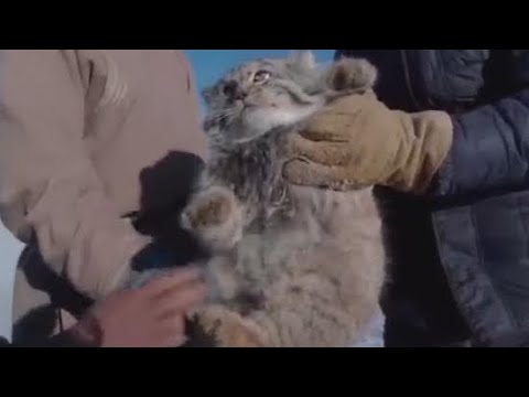 The body is round manul meme - YouTube