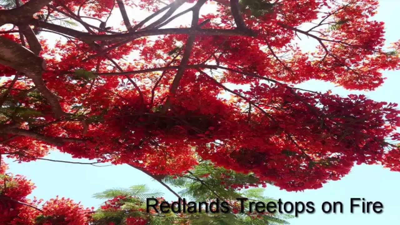 Redlands Tree Tops on Fire - YouTube