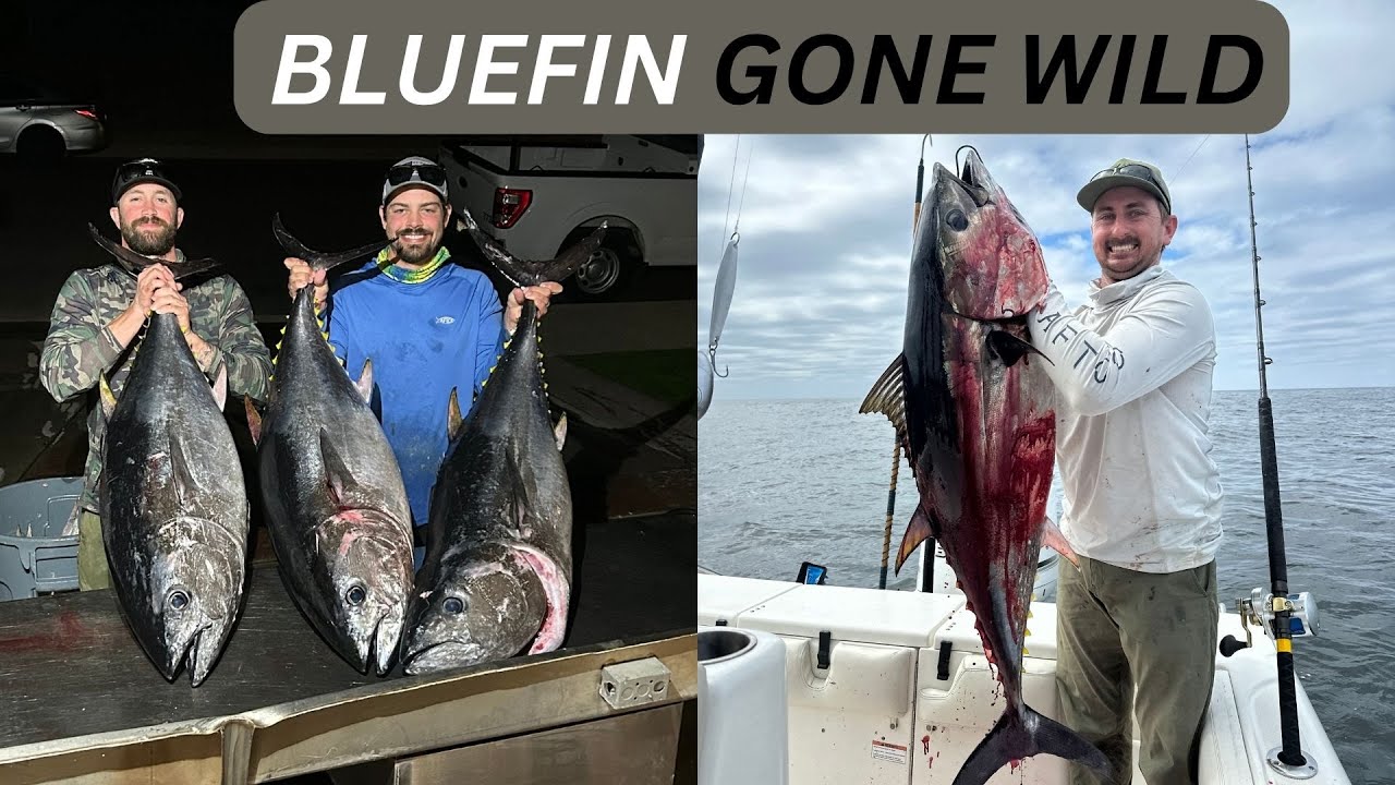 Under Gunned for BIG BLUEFIN | San Diego | - YouTube