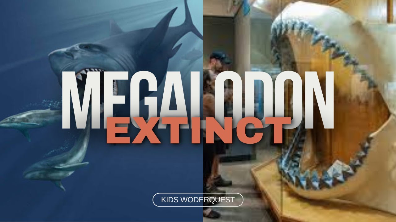 Unveiling the Megalodon: The Giant Shark of Prehistoric Oceans - YouTube