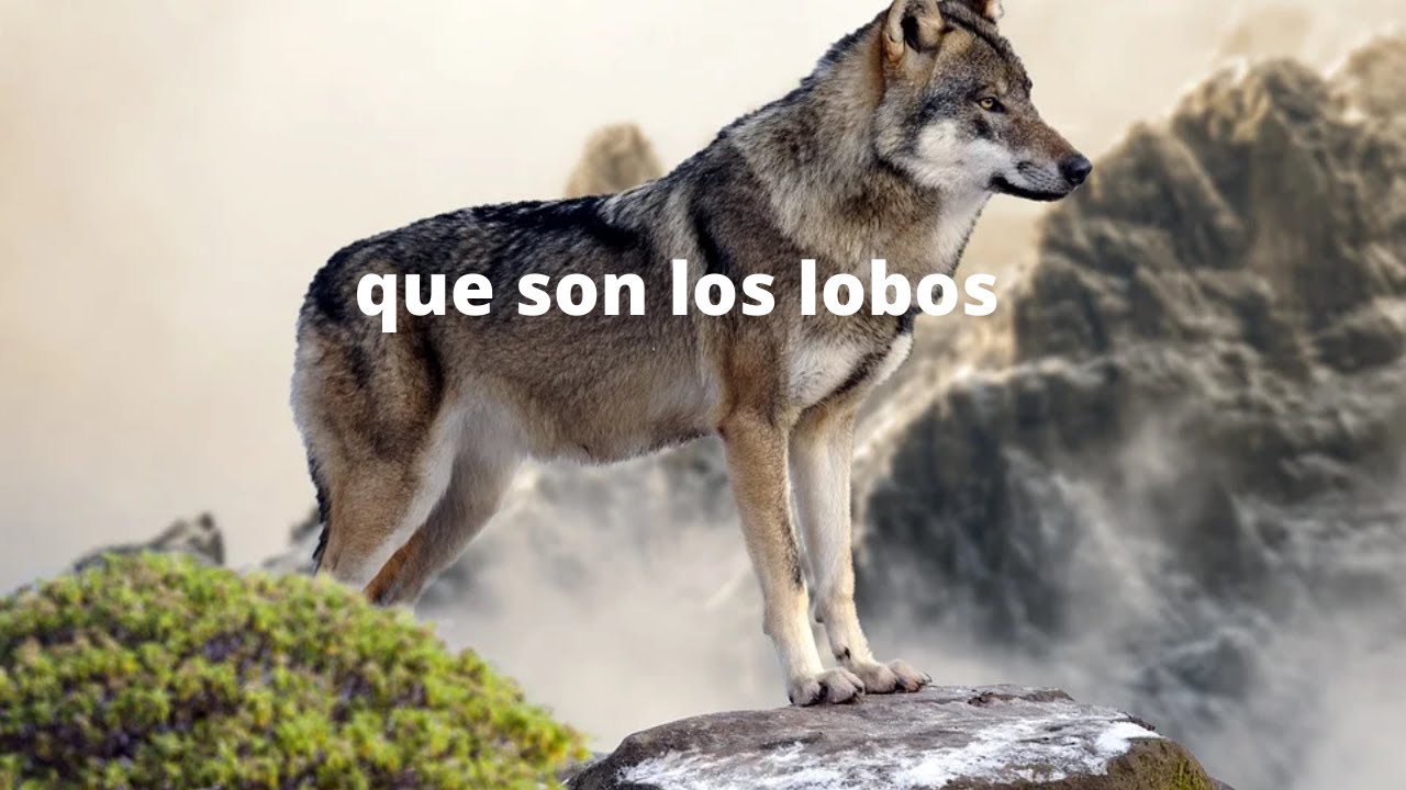 que son los lobos - YouTube