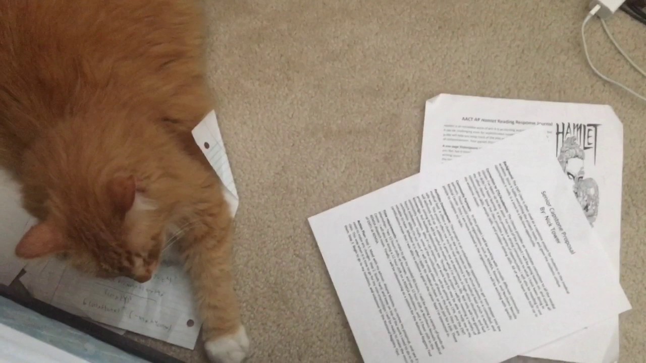 How Cats Use Calculus - YouTube