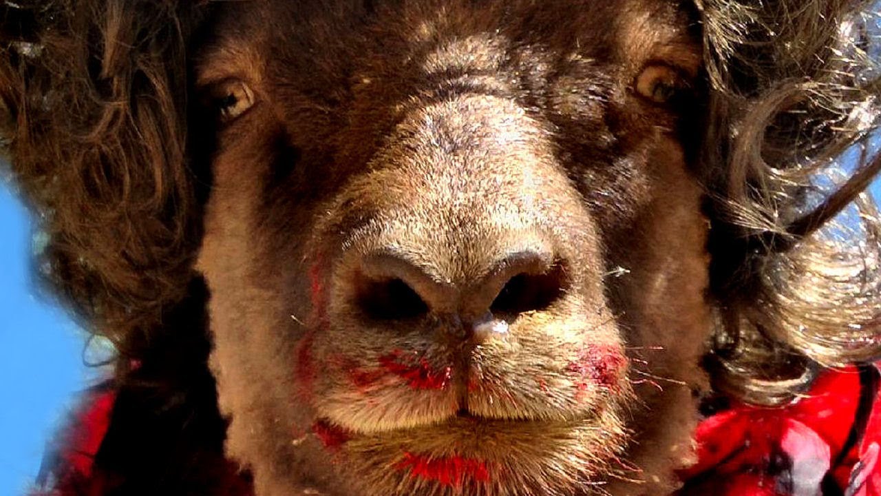 Sheep cosplays human - YouTube