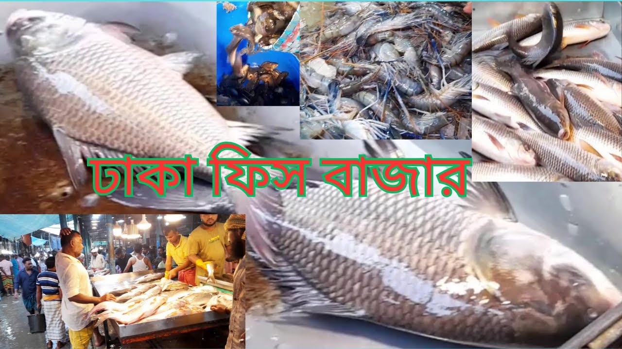 Morning Fish Vendors Lifestyle in Bangladesh @ Gavtoly Fish Bazar - YouTube