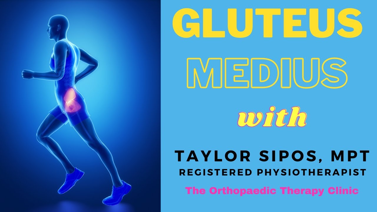 The Gluteus Medius - Function, Pain, Therapy and Training. - YouTube