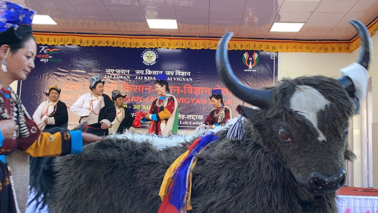Superb traditional Jabro dance performance by Ladakhi artist - YouTube