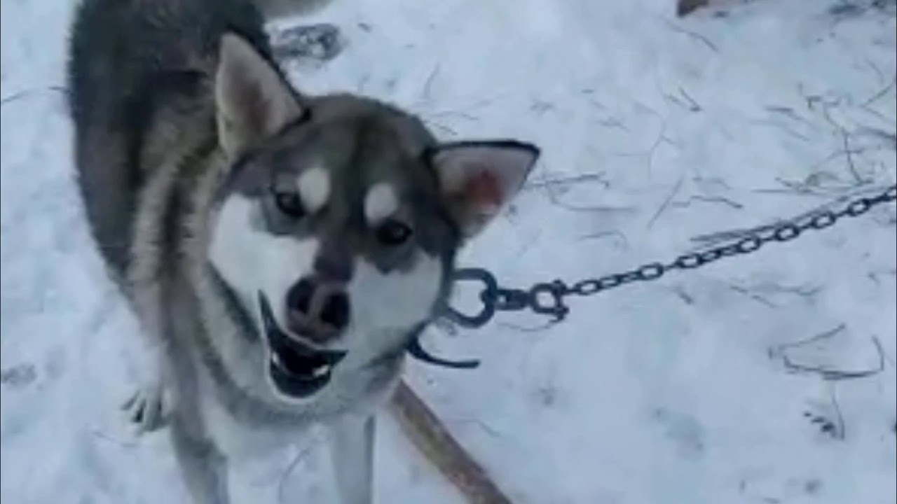 Yakutsk. December 2020. Stray animals die from cold and hunger. - YouTube