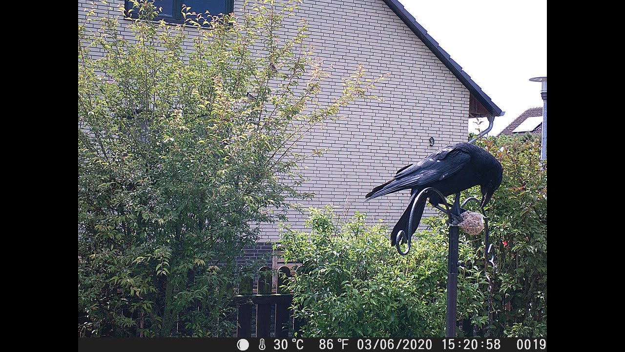 New Camera Test! Crow detected. - YouTube