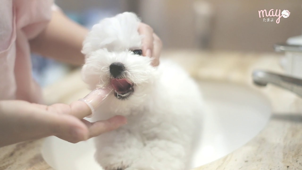 Bichon puppy tooth brushing time - YouTube