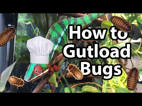 What Should I Gut Load Crickets With For Chameleons