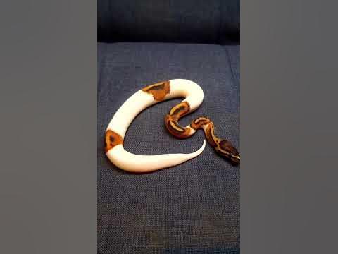 The bold python snake - YouTube