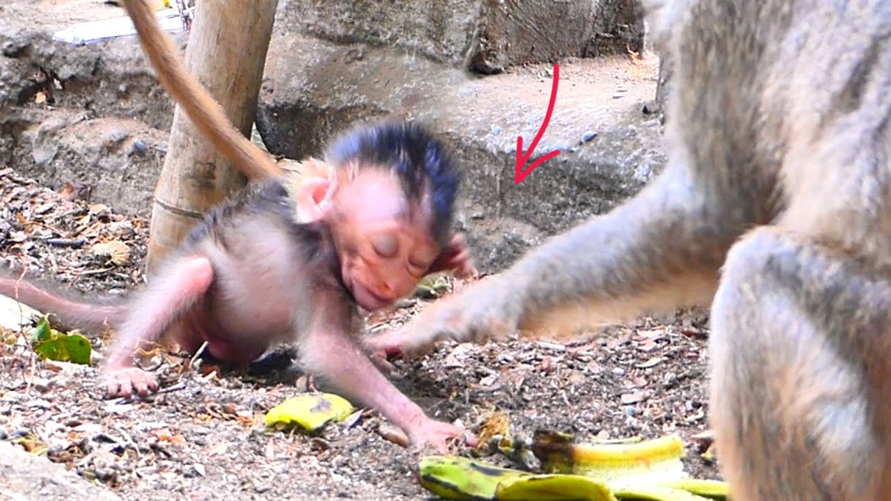 New baby Monkey enjoy to walking with family but mom Wo-rrr-y. - YouTube
