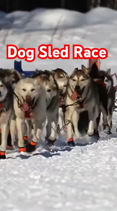 Dog Sled Race/Willow Alaska/개 썰매. #shorts - YouTube