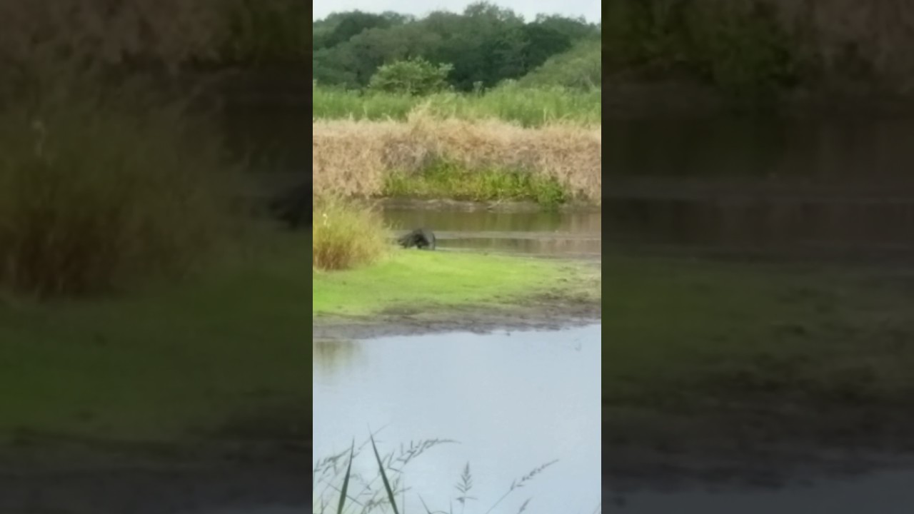 Alligator Walking High - YouTube