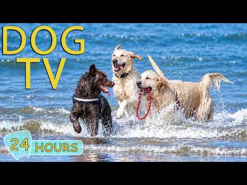 DOG TV: Videos Entertain for Dogs to Watch All-Day When Home Alone - Relax Music for Dogs