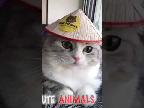 Cute Chinese hat Cat Wink 😉 - YouTube