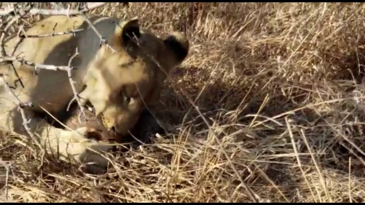 Lion VS Pangolin (Ant-eater) - YouTube
