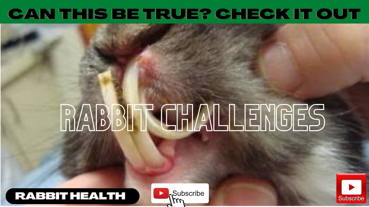5 MAJOR RABBIT HEALTH CHALLENGES & SOLUTIONS, Rabbit health, # ...