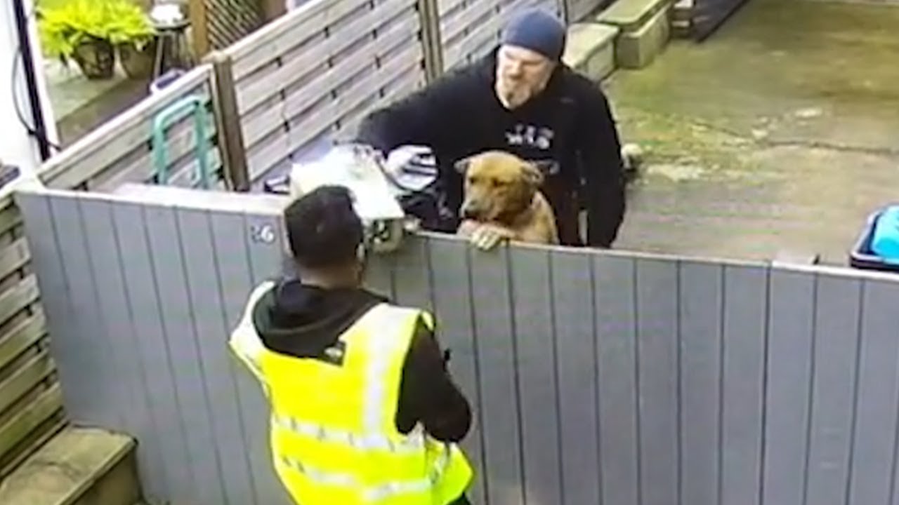 Dog SHOCKS Delivery Driver FUNNIEST Pets Caught on CCTV 🤣 - YouTube