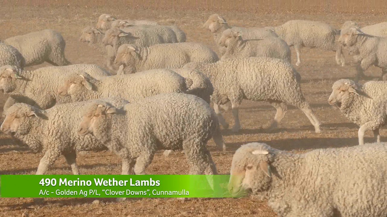 490 Merino Wether Lambs - A/c - Golden Ag P/L - YouTube