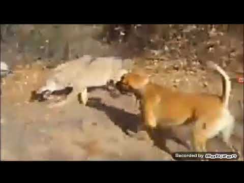 üç köpek, kurdu boğdu
