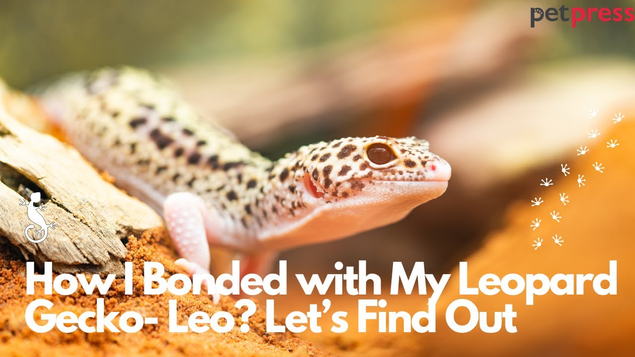 How I Bonded with My Leopard Gecko Leo | Gecko Care & Trust Tips - YouTube